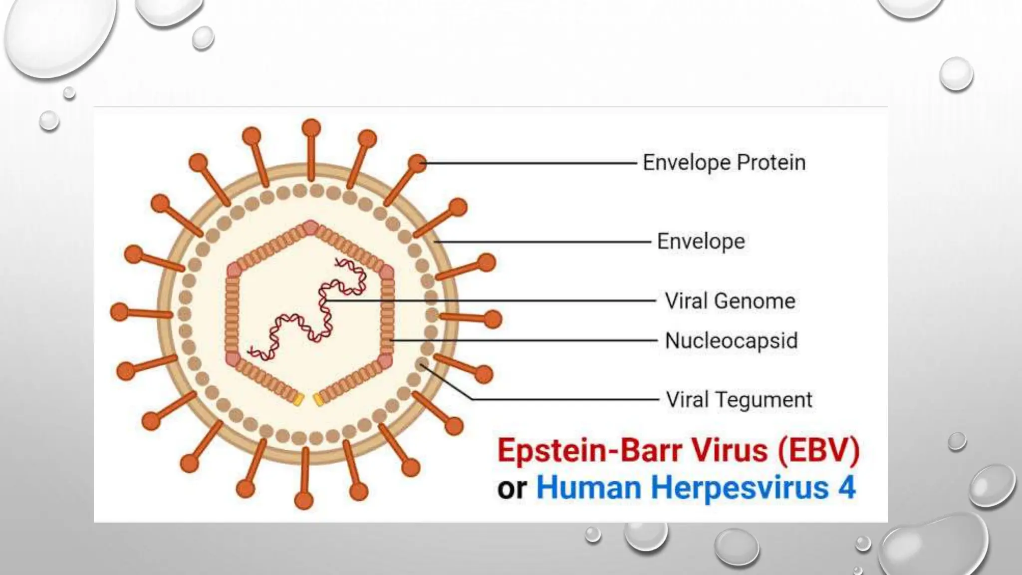 Epstein Barr virus.presentation.......... | PPTX