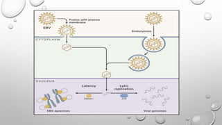 Epstein Barr virus.presentation.......... | PPTX