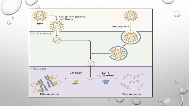 Epstein Barr virus.presentation.......... | PPT