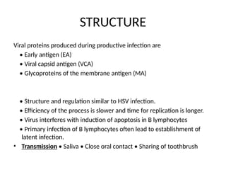 EPSTEIN BARR VIRUS (herpesviridae) .pptx