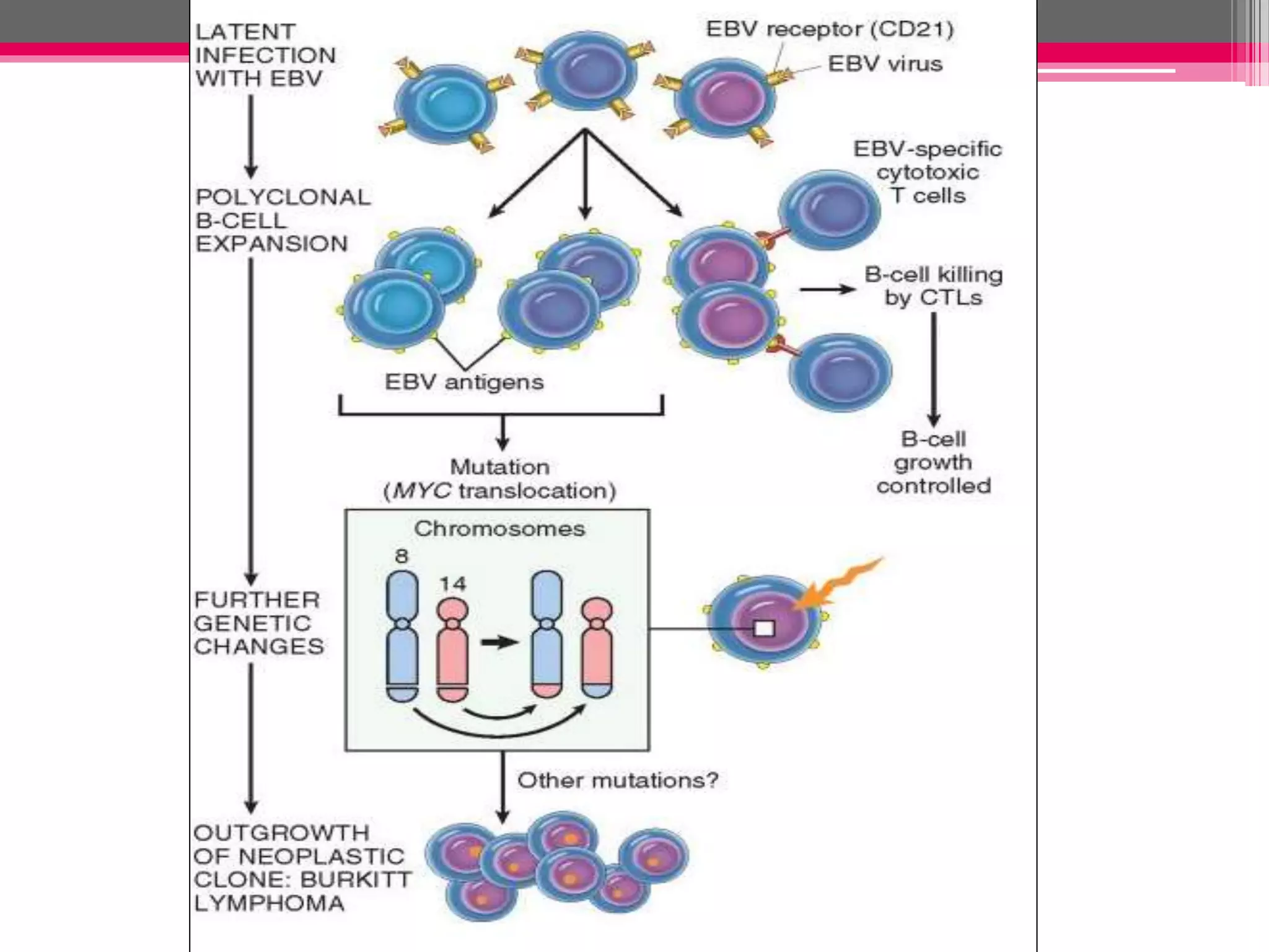 Epstein barr virus (ebv) and varicella | PPT