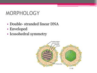Epstein barr virus (ebv) and varicella | PPTX