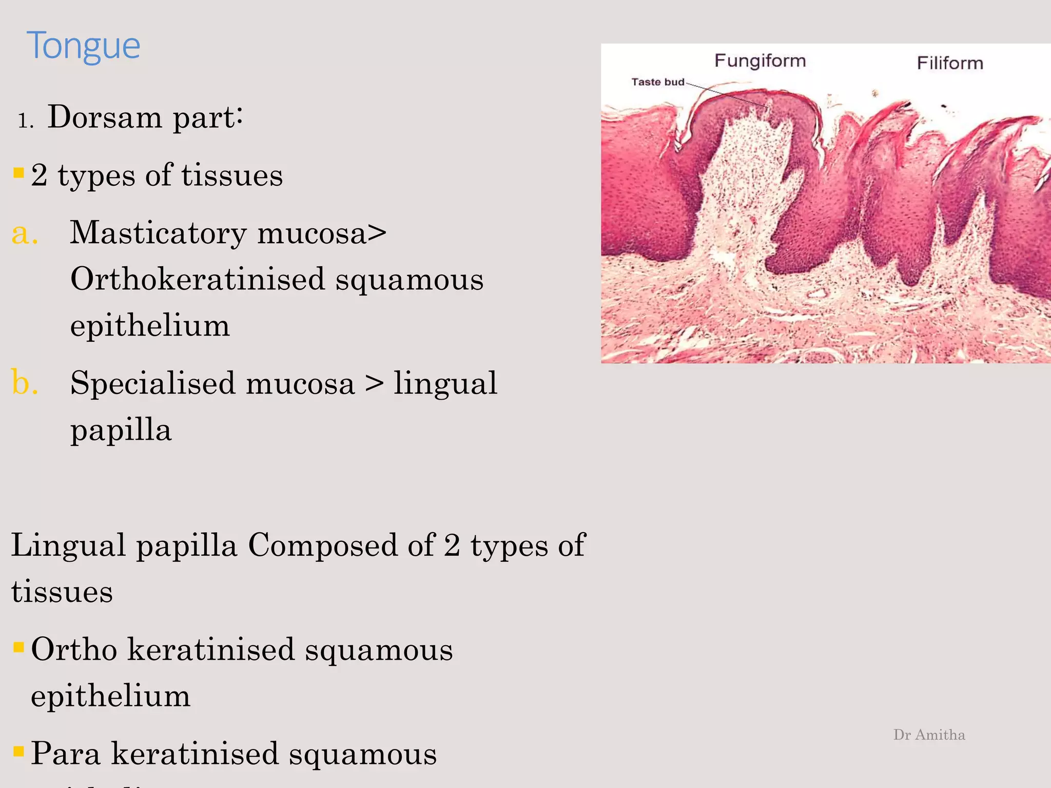 Oral Mucous Membrane | PPTX | Dental Health | Diseases and Conditions
