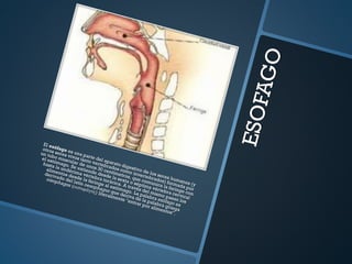 Epu de informatica | PPT