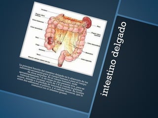 Epu de informatica | PPT