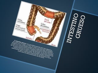 Epu de informatica | PPT