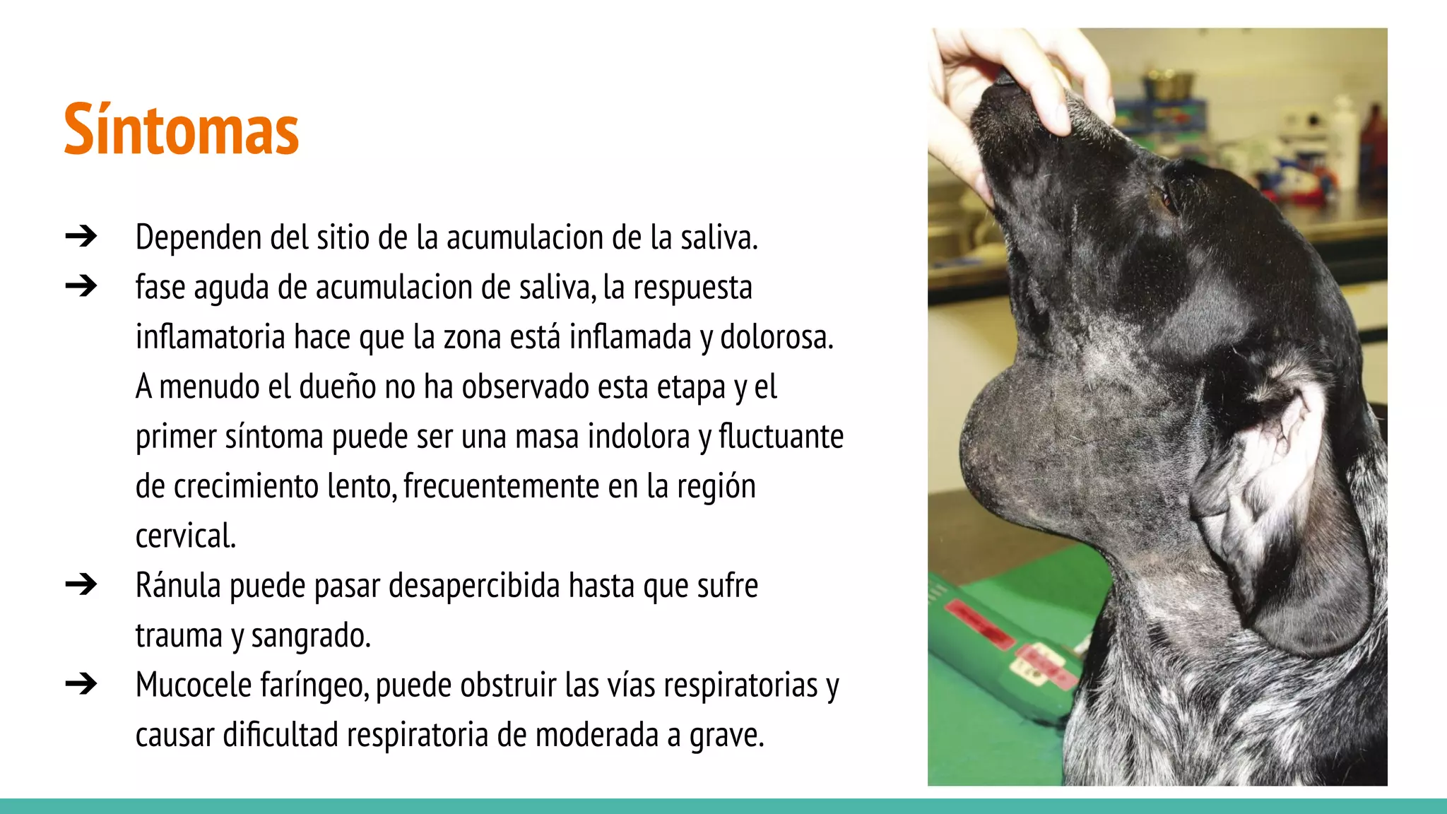 Epulis, mucocele salival y palatitis incisiva | PPT