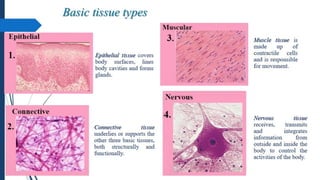 Epythelial tissue | PPT