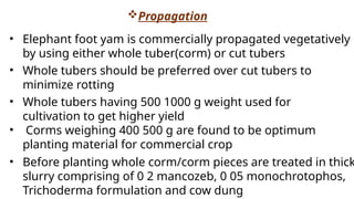 EPY , YAMS, YAM BEAN.pptx and difference | PPTX