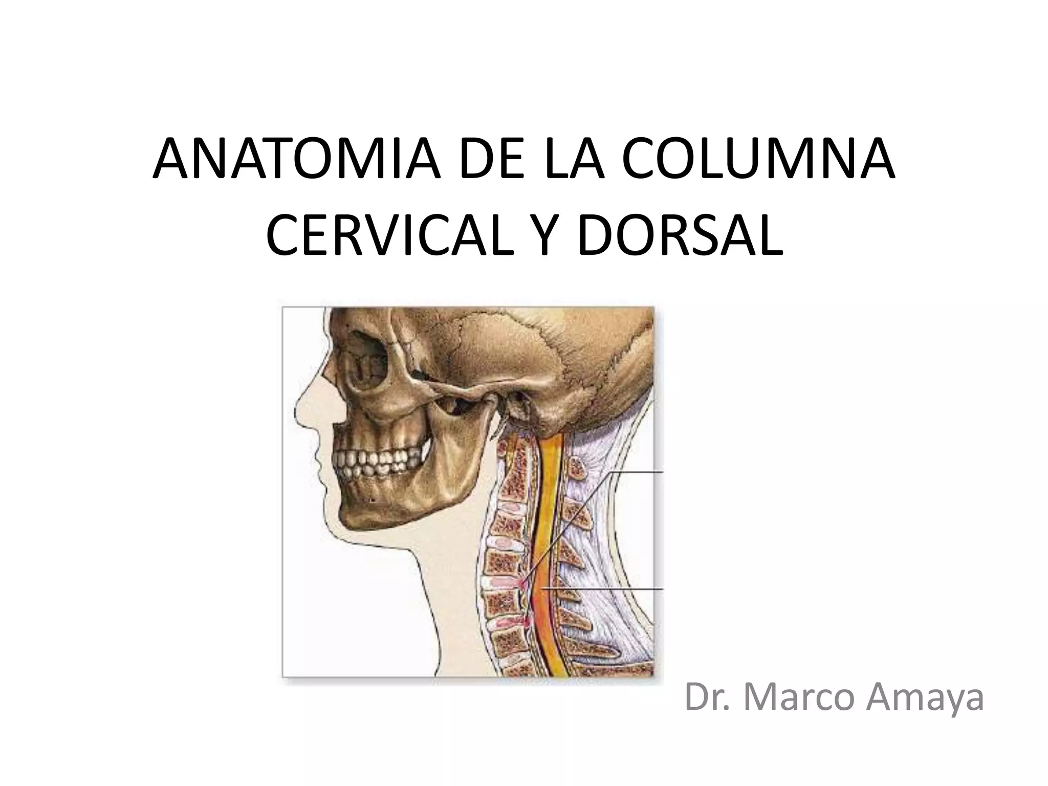 Kinesiologia de la columna cervical y dorsal | PPT