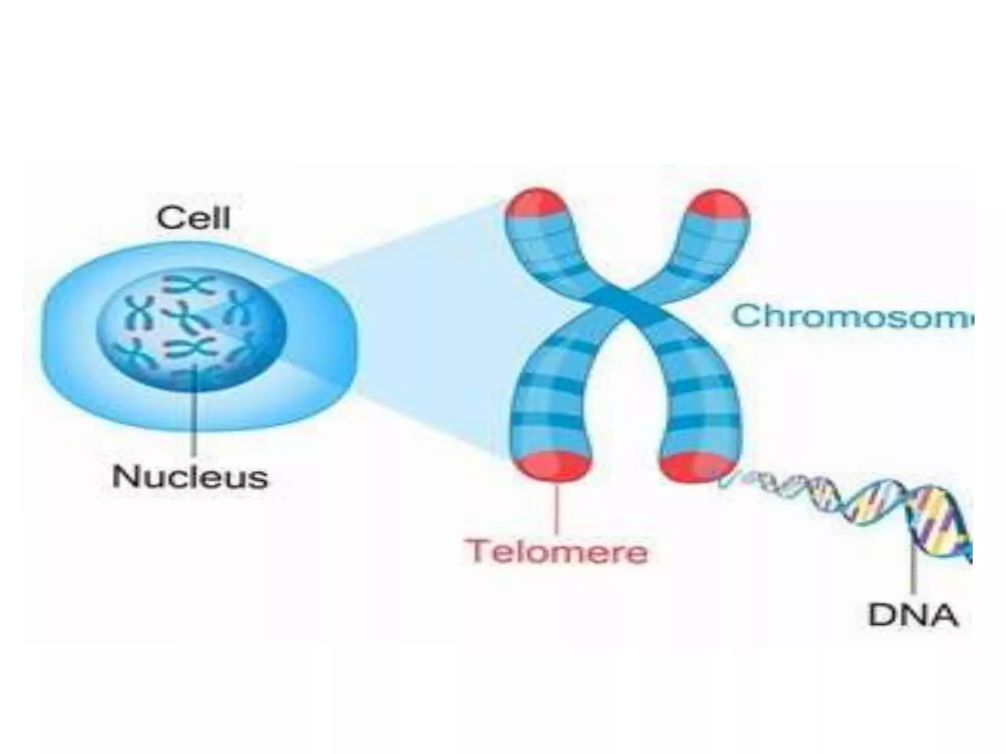 Morphology of Chromosomes | PPTX