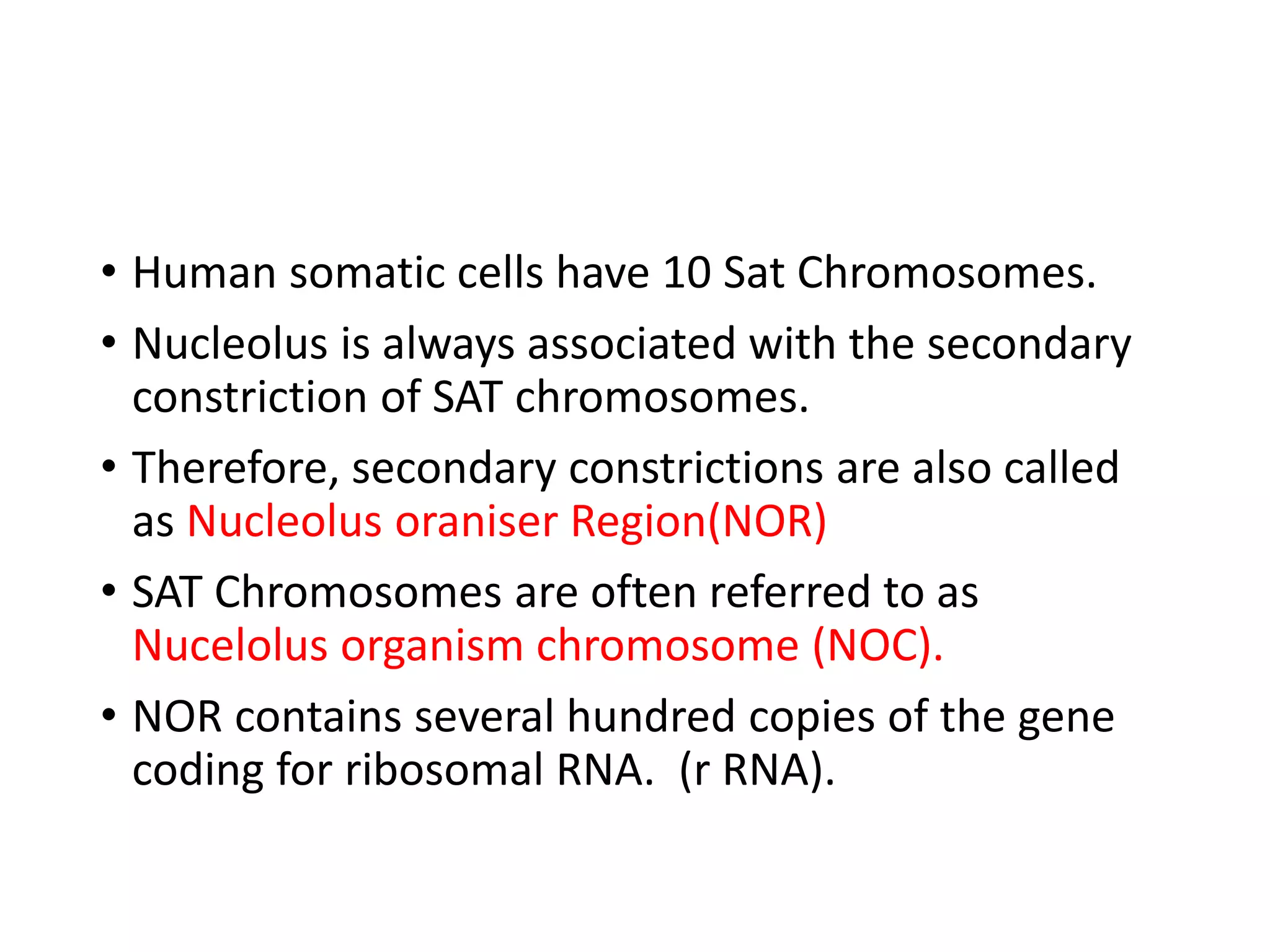 Morphology of Chromosomes | PPTX