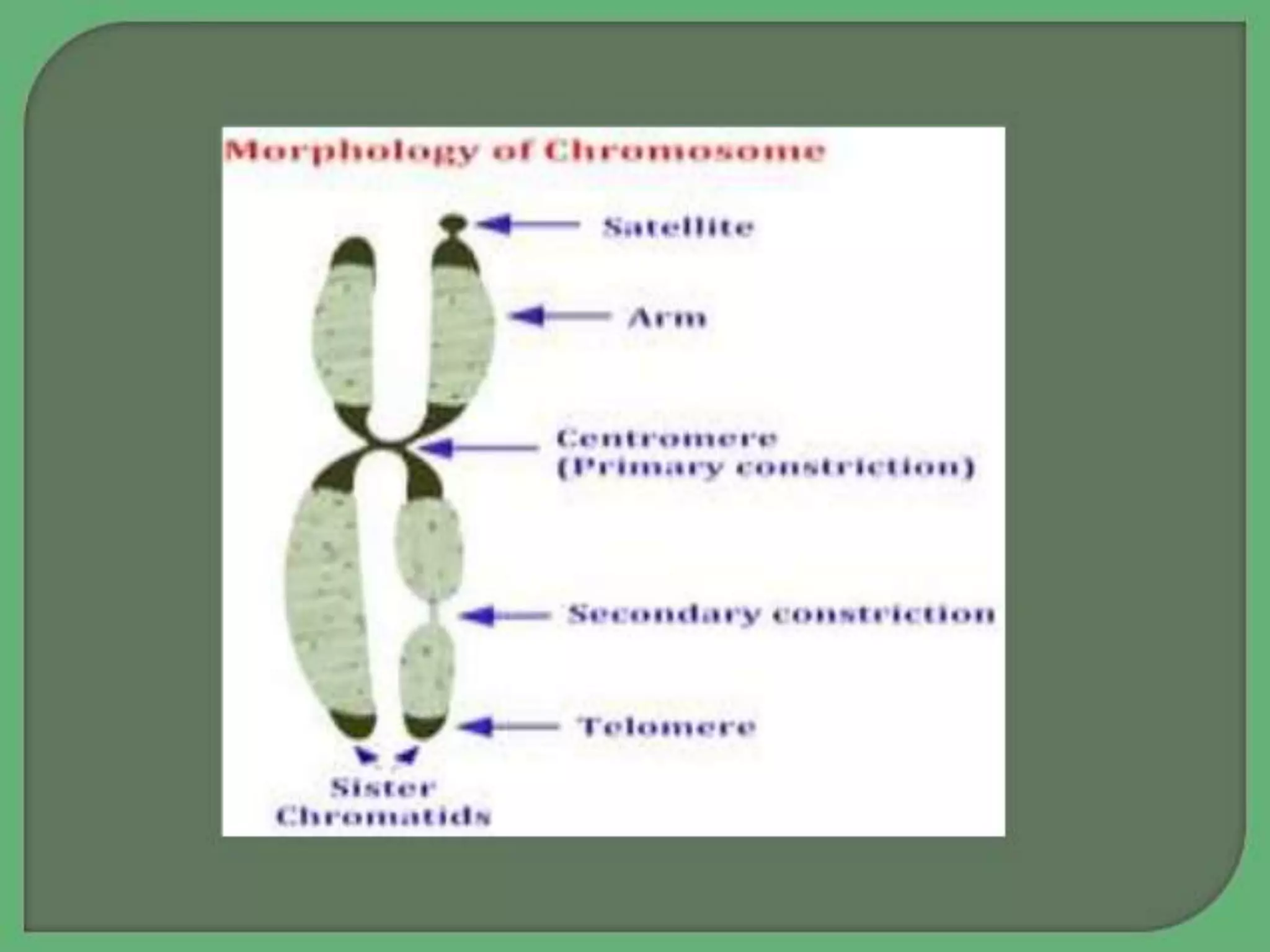 Morphology of Chromosomes | PPTX