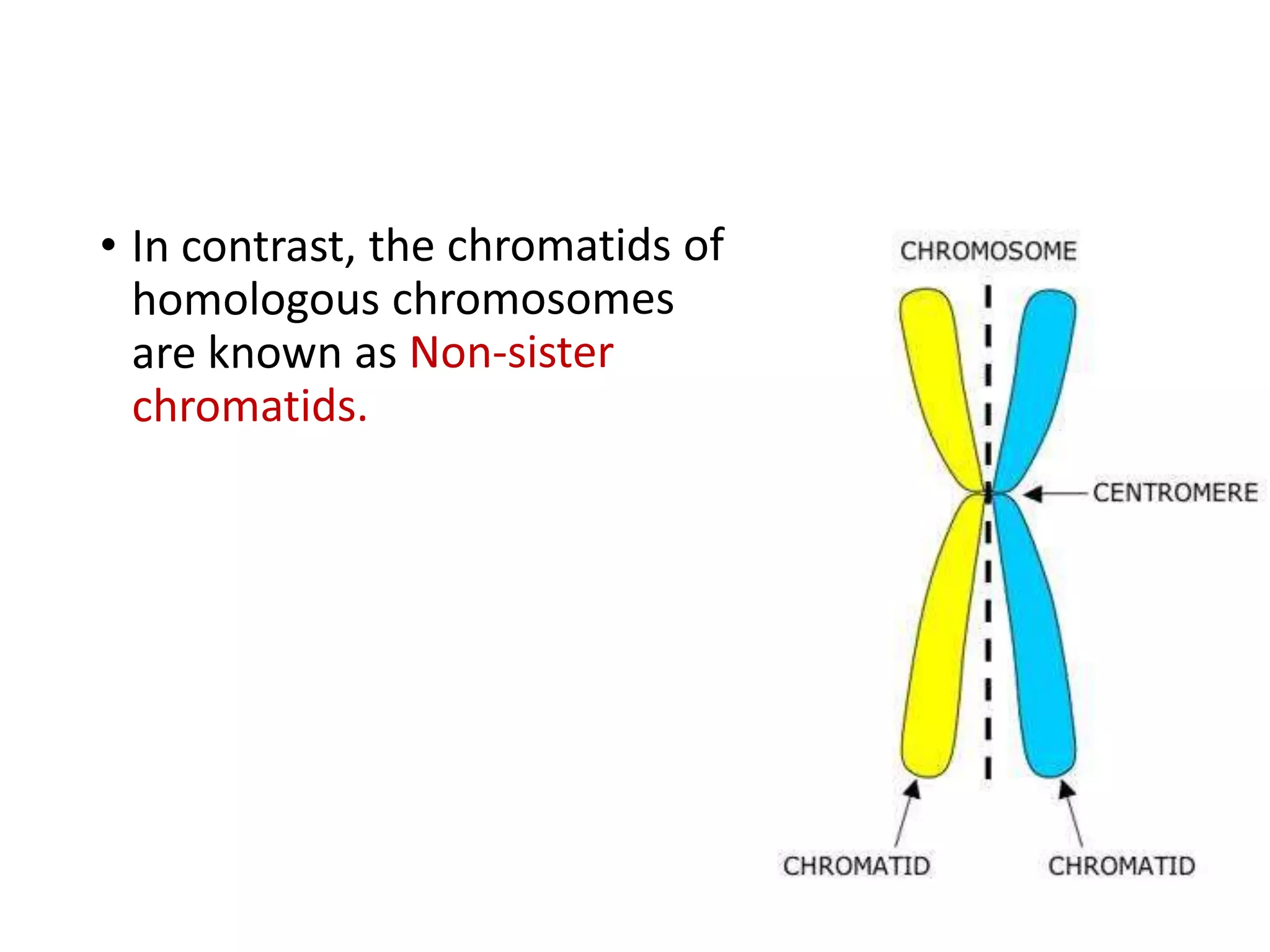 Morphology of Chromosomes | PPTX