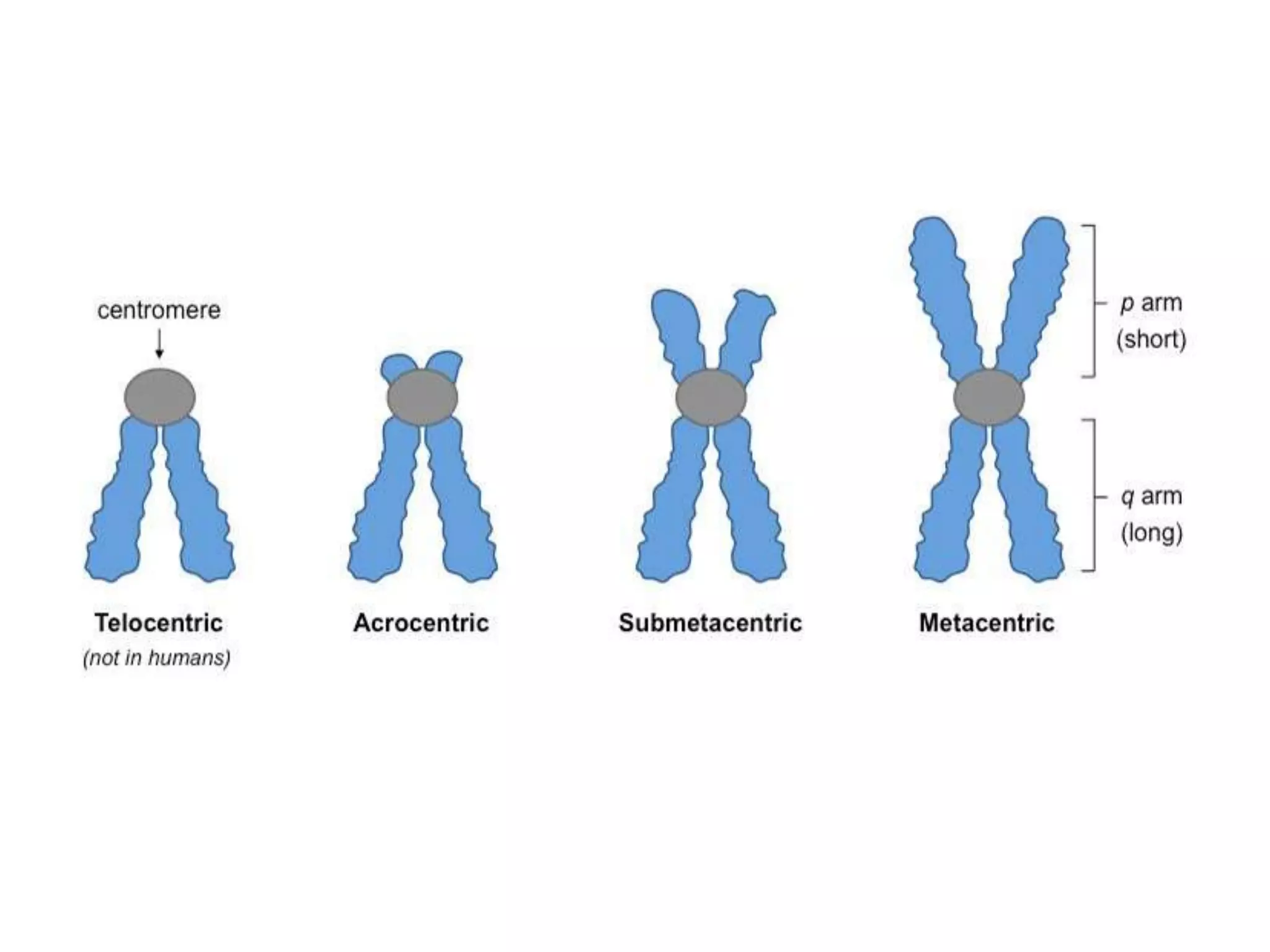 Morphology of Chromosomes | PPTX