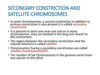 Morphology of Chromosomes | PPTX