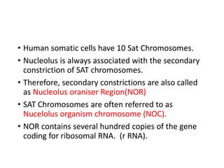 Morphology of Chromosomes | PPTX