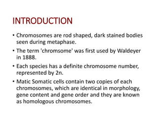 Morphology of Chromosomes | PPTX