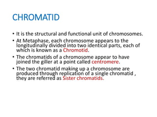 Morphology of Chromosomes | PPTX