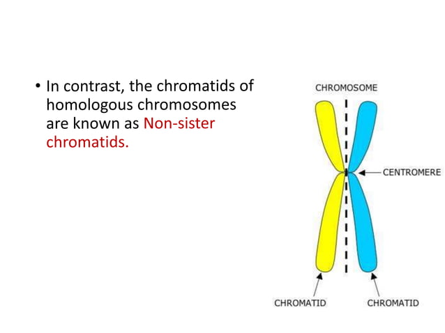 Morphology of Chromosomes | PPTX | Genetics | Science