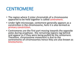 Morphology of Chromosomes | PPTX