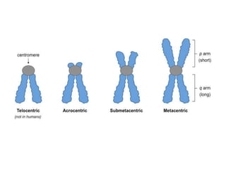 Morphology of Chromosomes | PPTX