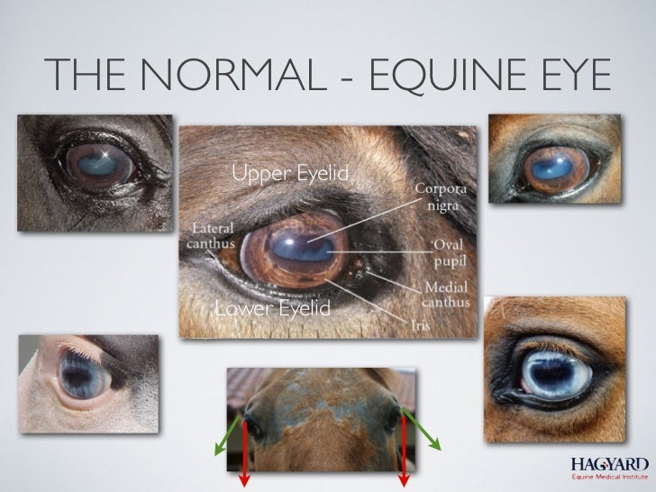 Equine Emergencies Part 1