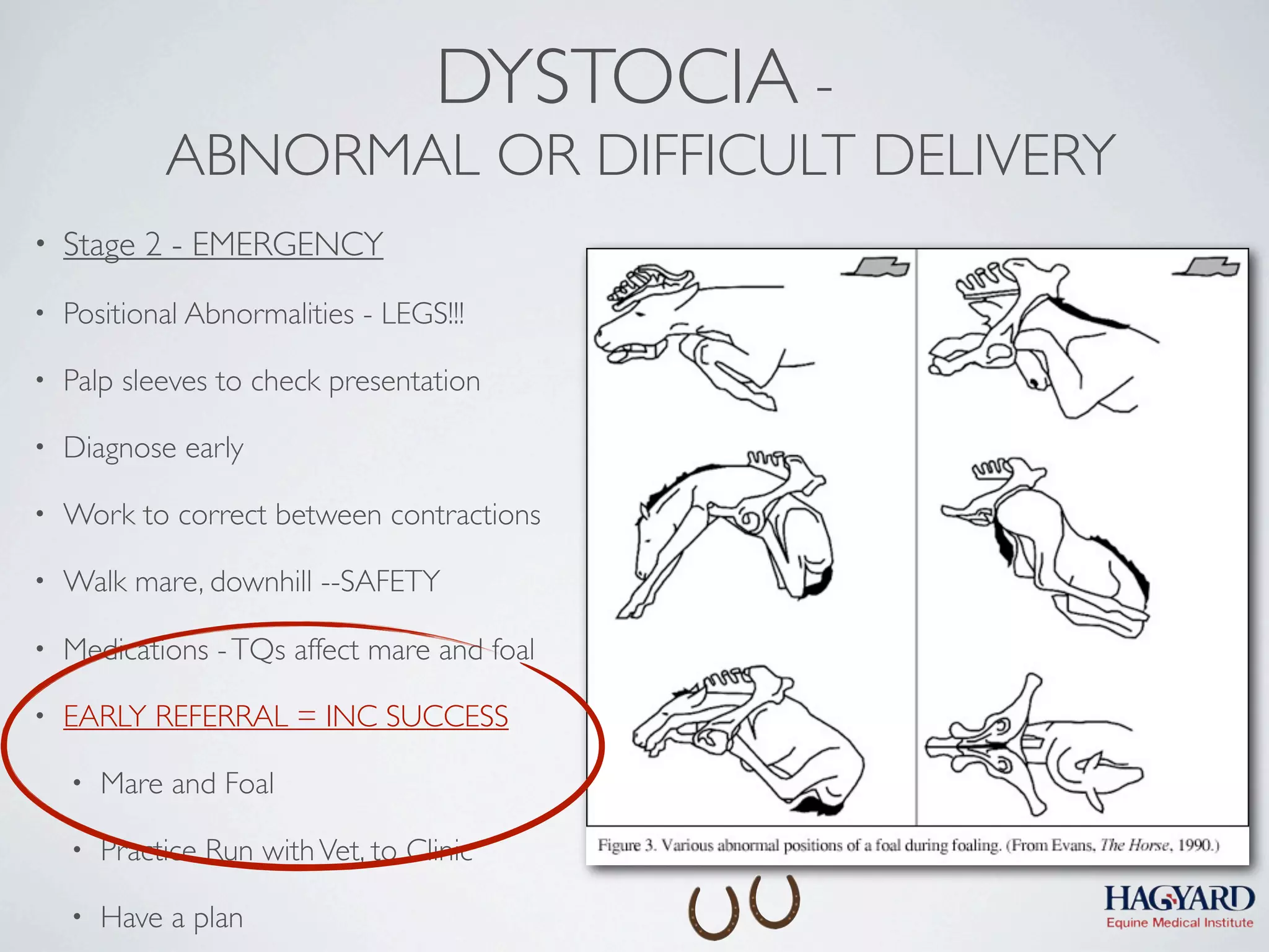 Equine Emergencies Part 4 | KEY | Pregnancy | Reproductive Health