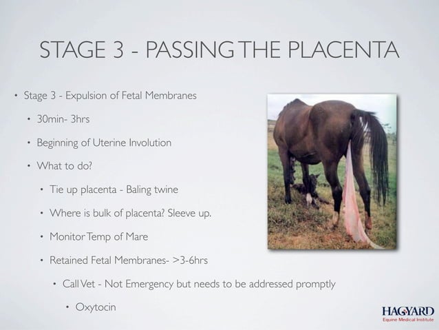Equine Emergencies Part 4 | PPT