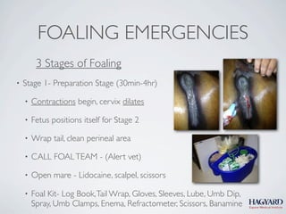 Equine Emergencies Part 4 | KEY | Pregnancy | Reproductive Health
