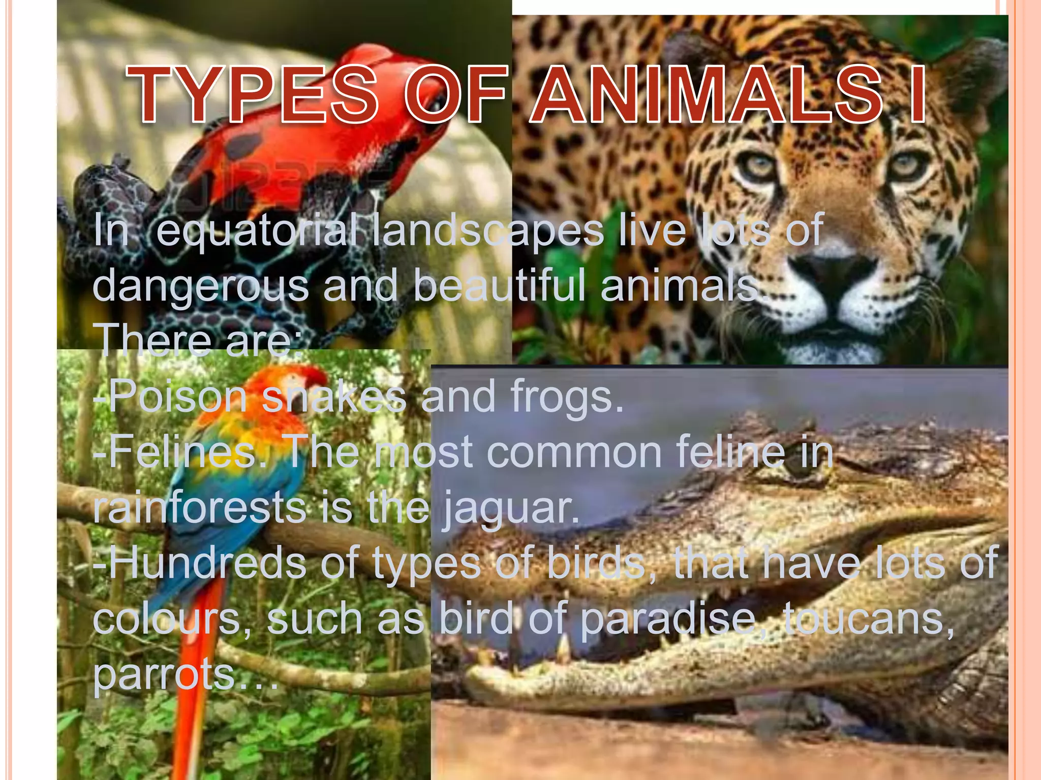 Equatorial climate. rainforests | PPTX