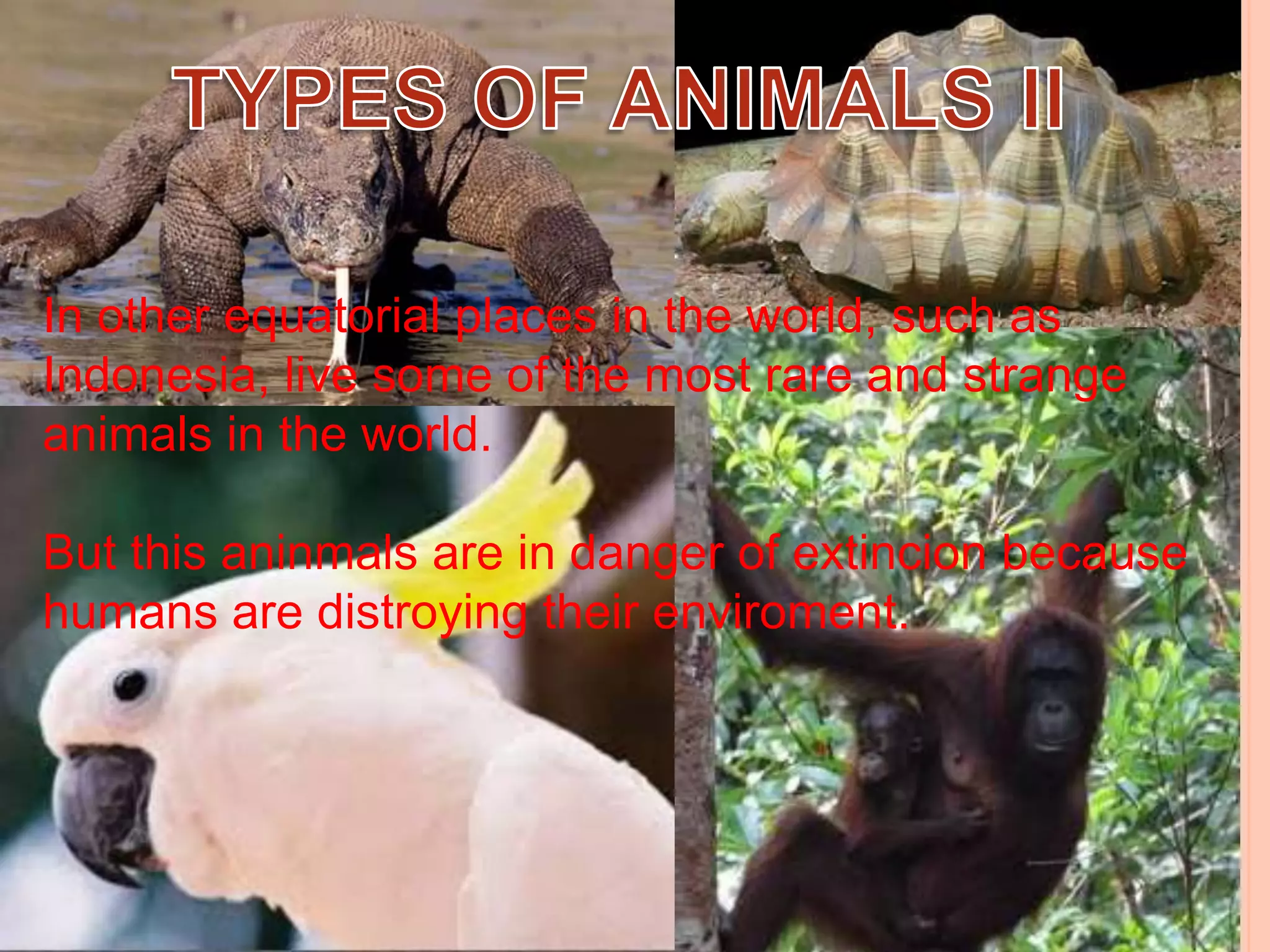 Equatorial climate. rainforests | PPTX