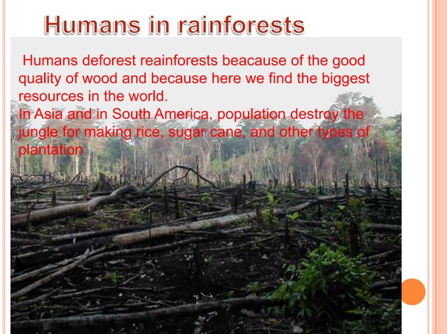 Equatorial climate. rainforests | PPTX | Geography | Science