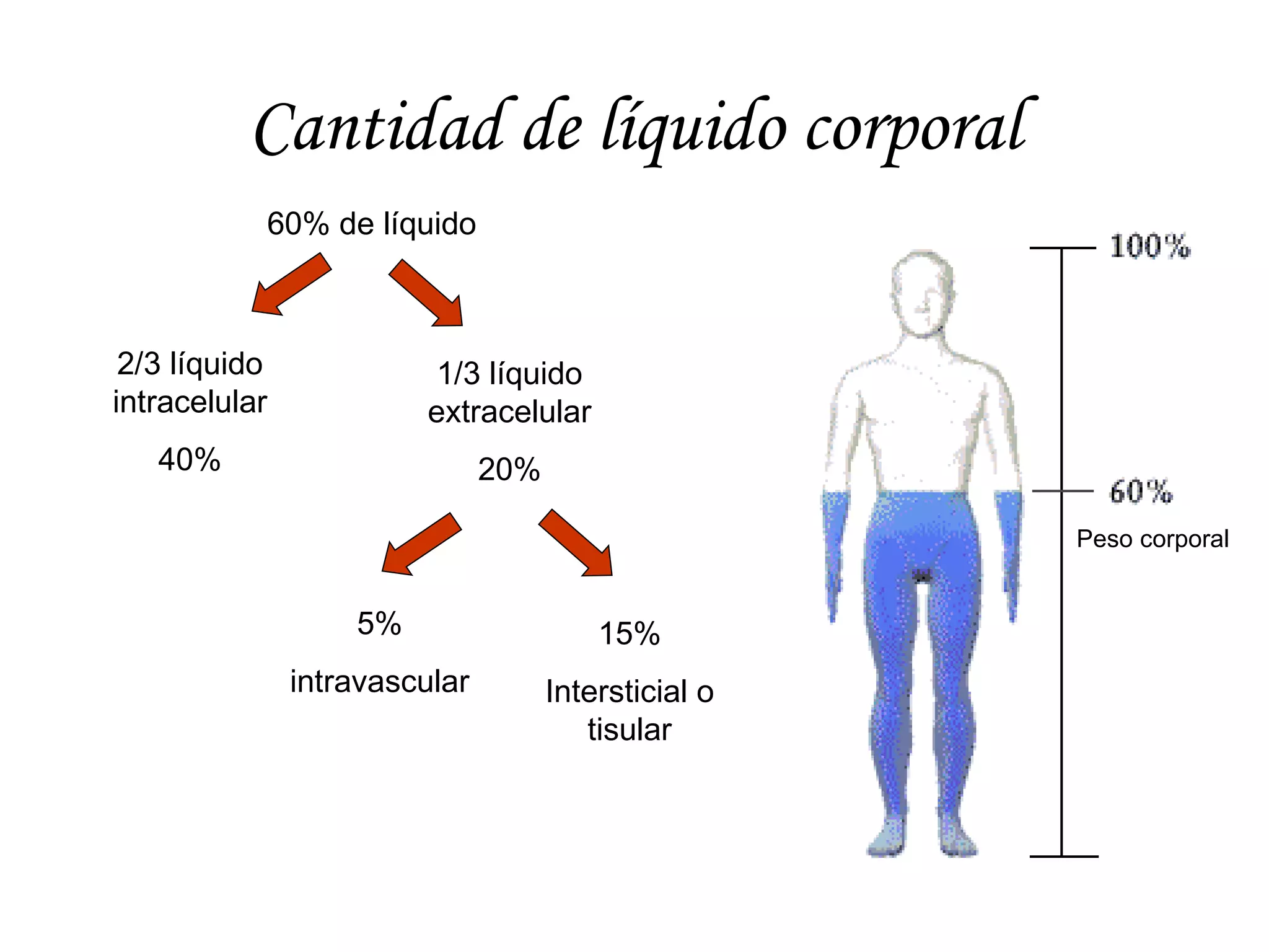 Equilibrio Del Medio Interno | PPT