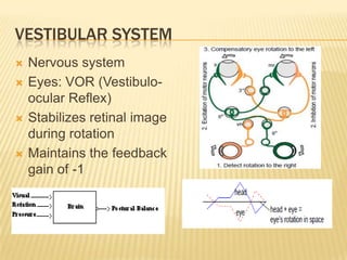Equilibrioception | PPTX