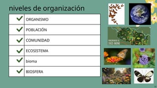 Equilibrio de los ecosistemas y sus niveles.pptx