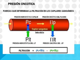Equilibrio hidroelectrolítico y acido base | PPTX