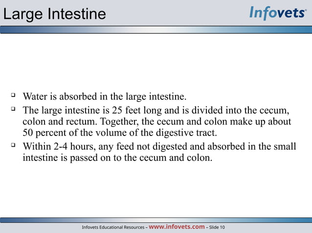 Equine-Digestion-Physiology of horse.ppt | Digestive Disorders ...