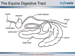 Equine-Digestion-Physiology of horse.ppt