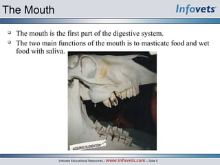 Equine-Digestion-Physiology of horse.ppt