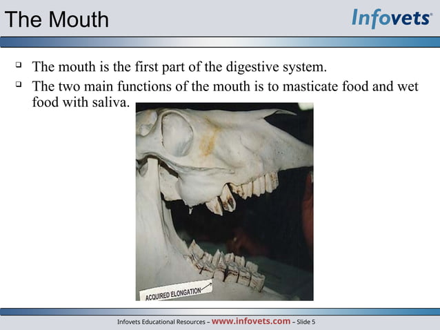 Equine-Digestion-Physiology of horse.ppt | Digestive Disorders ...