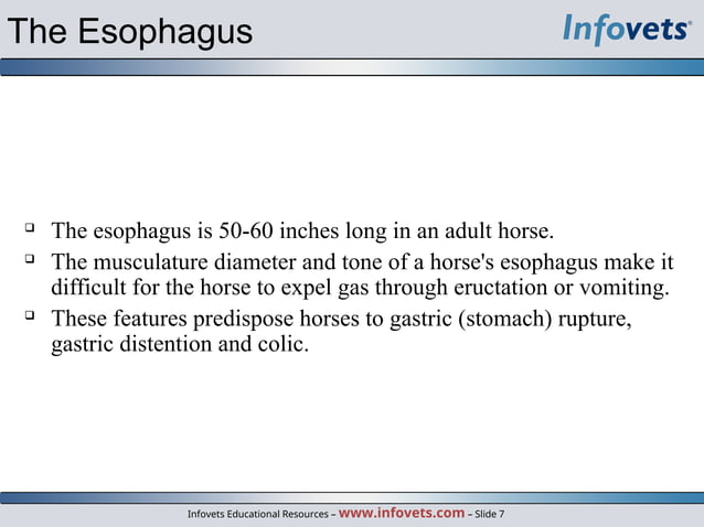Equine-Digestion-Physiology of horse.ppt | Digestive Disorders ...