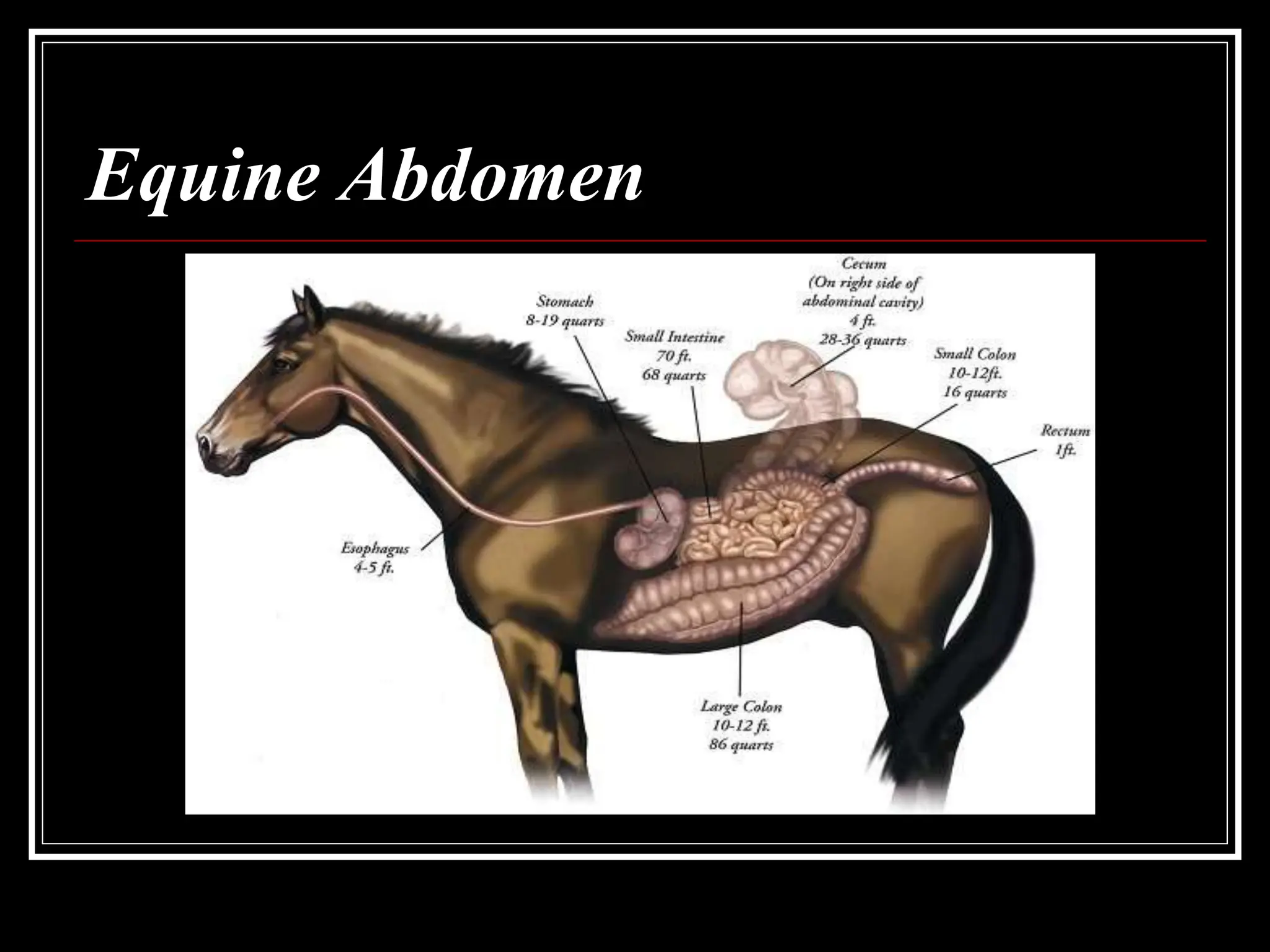 Equine Abdominal Radiographys and UltraSound.ppt