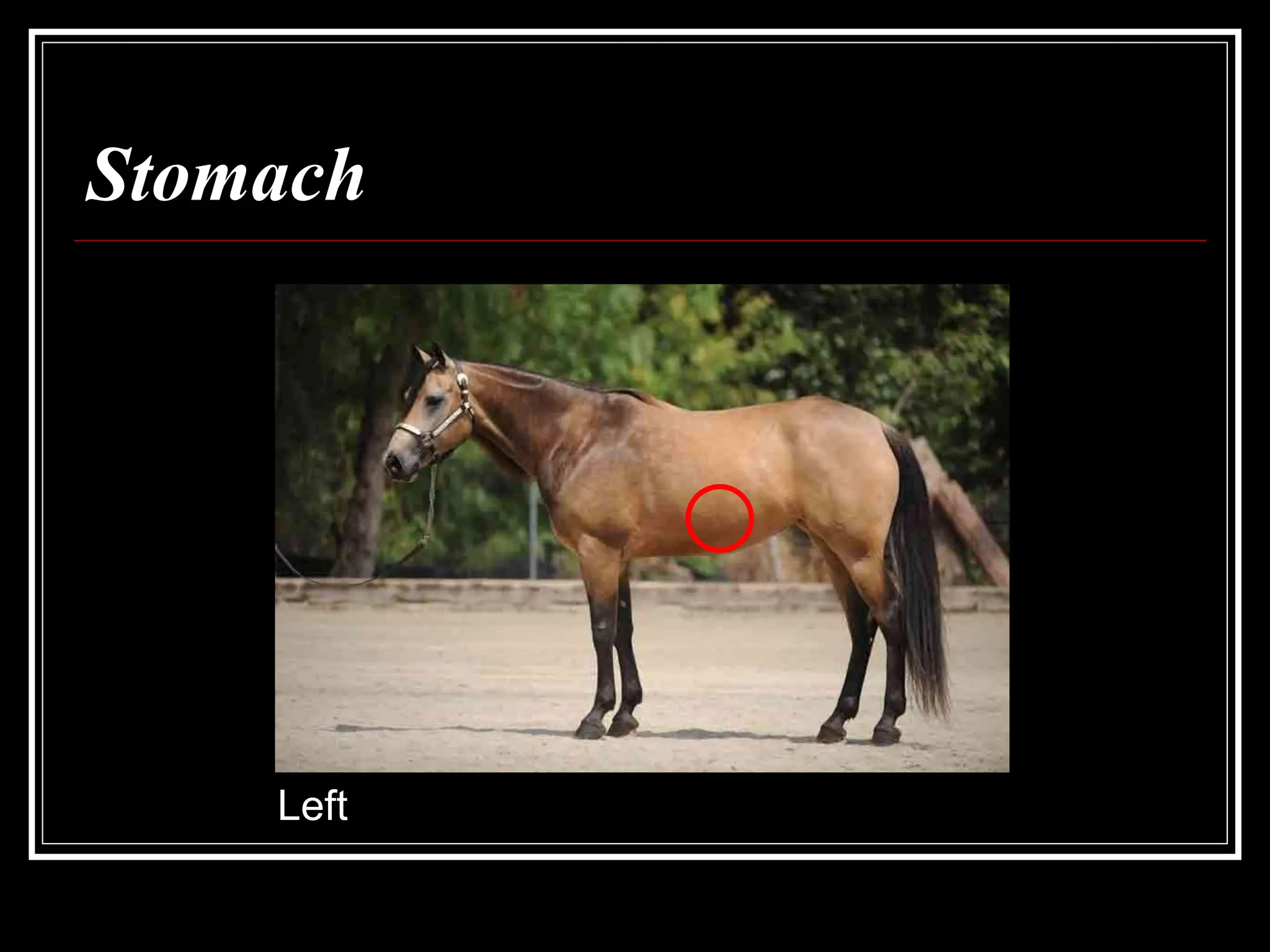 Equine Abdominal Radiographys and UltraSound.ppt