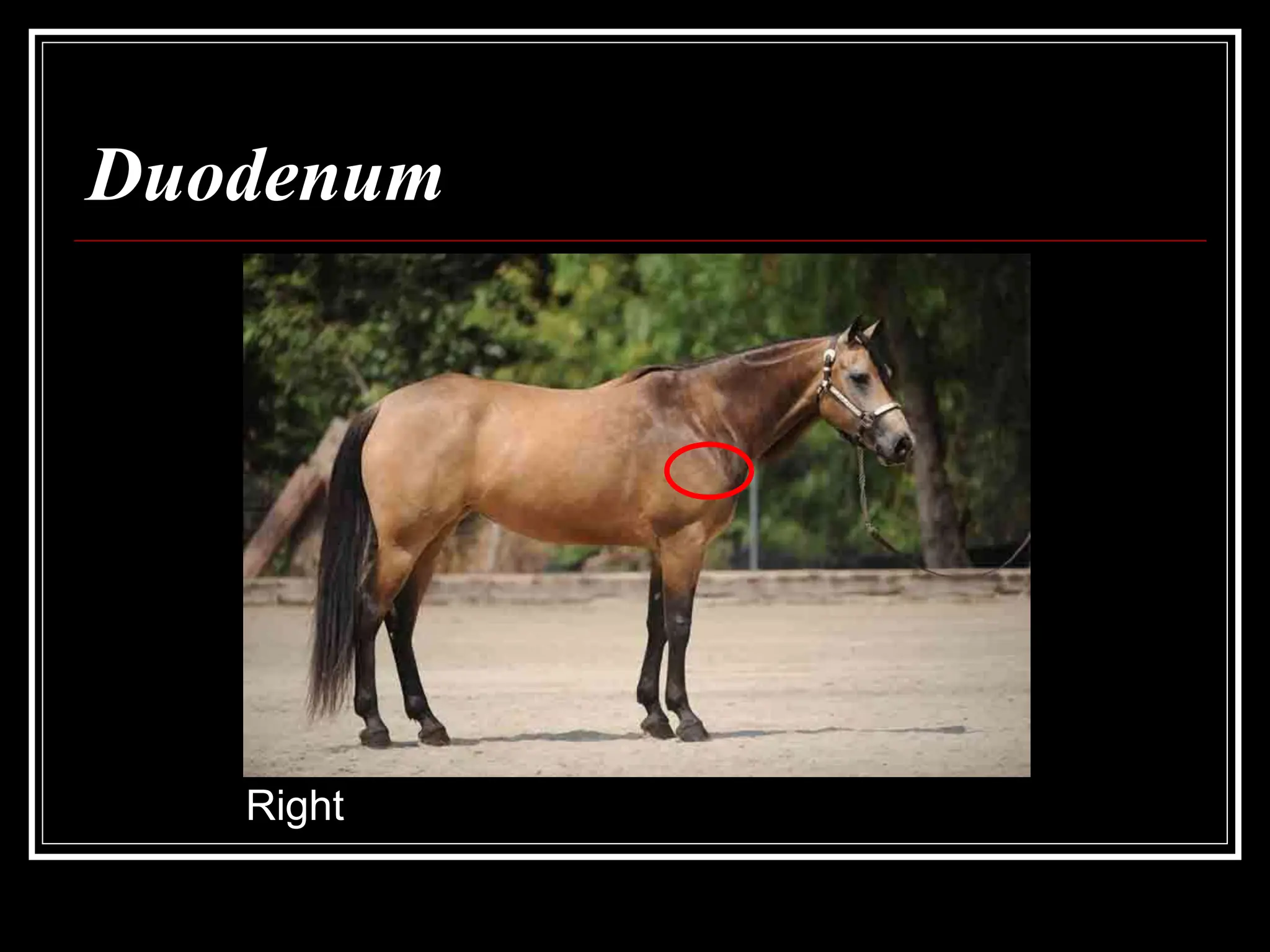 Equine Abdominal Radiographys and UltraSound.ppt