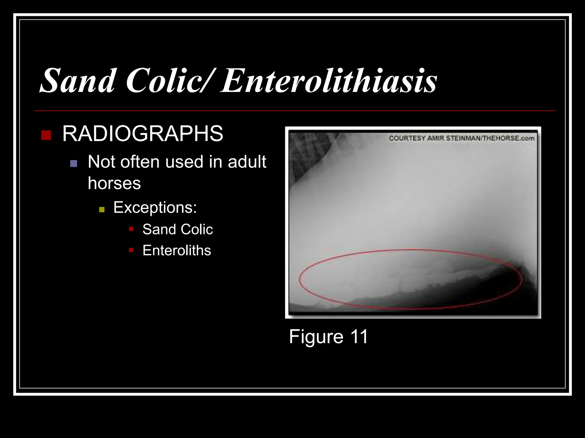 Equine Abdominal Radiographys and UltraSound.ppt