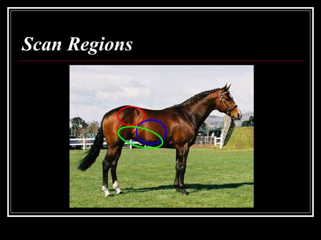Equine Abdominal Radiographys and UltraSound.ppt | Digestive Disorders ...