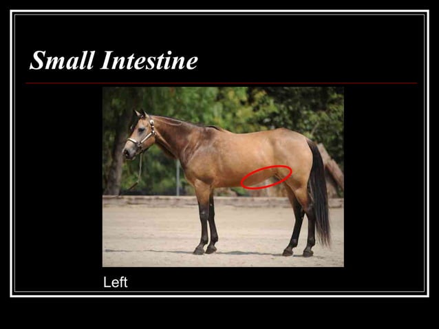 Equine Abdominal Radiographys and UltraSound.ppt | Digestive Disorders ...