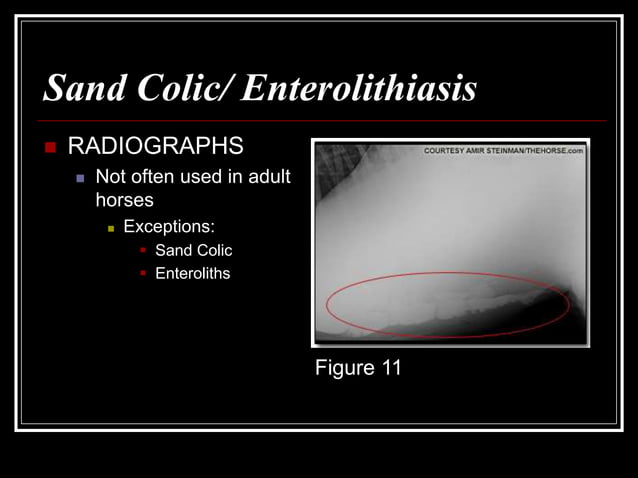 Equine Abdominal Radiographys and UltraSound.ppt | Digestive Disorders ...