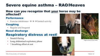 Equine Asthma Syndrome: A common cause of poor performance #horsehealth ...